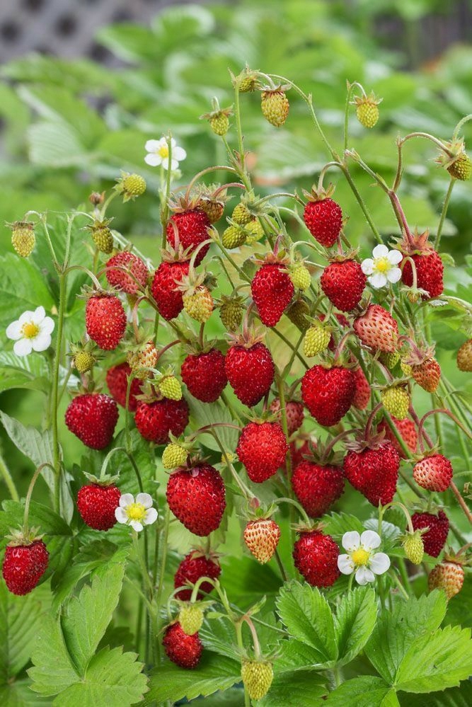 Poziomka Rugia Sadzonka • Cena, Opinie • Rośliny owocowe 15238447772 ...