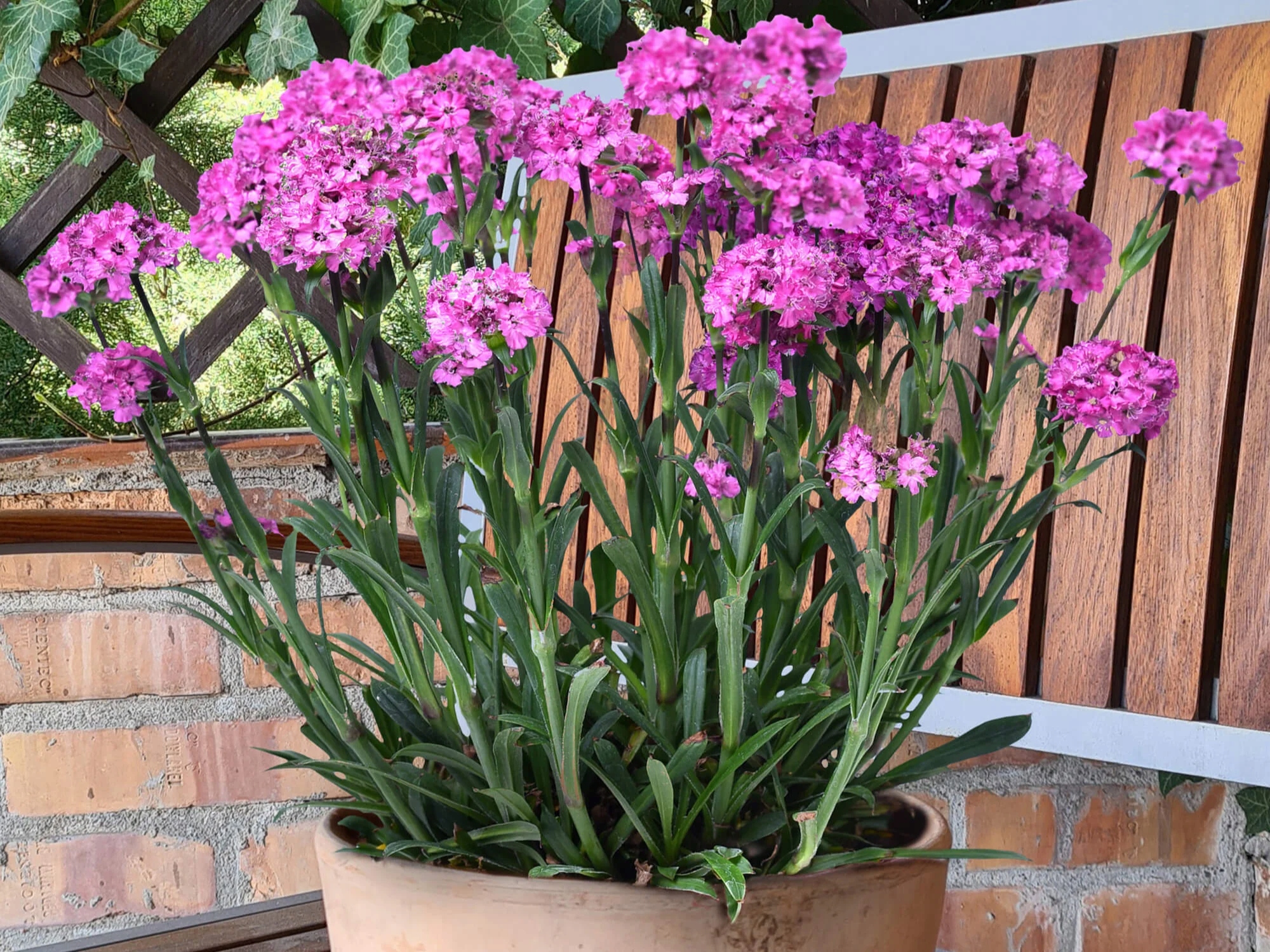 FIRLETKA RÓŻOWA CHERRY BUBBLES BYLINA DO OGRODU SADZONKA P9 ...