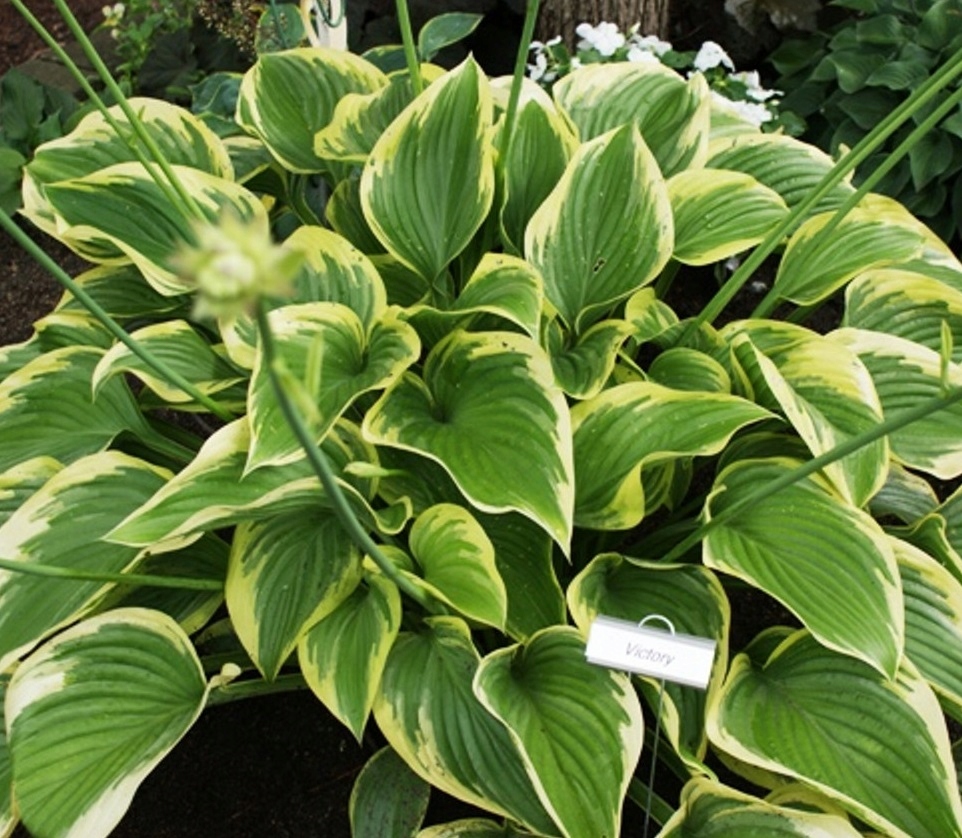 Hosta Victory - Niska cena na Allegro.pl