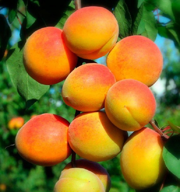 Morela SOMO słodkie owoce • Cena, Opinie • Rośliny owocowe 14281896893 ...