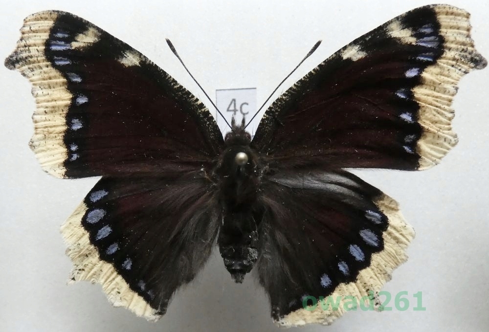 Nymphalis antiopa (Linnaeus, 1758) Gyászlepke Czech4c, • Ár, Vélemények ...