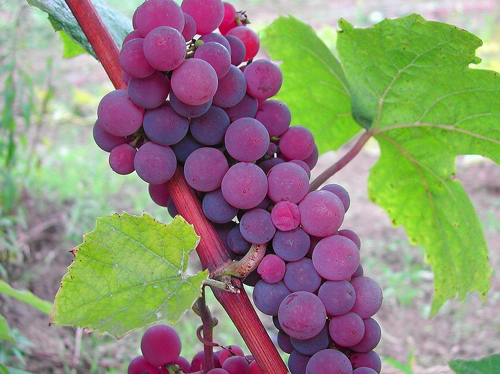 Winogron, winorośl SWENSON RED słodkie RÓŻOWE • Cena, Opinie • Rośliny ...