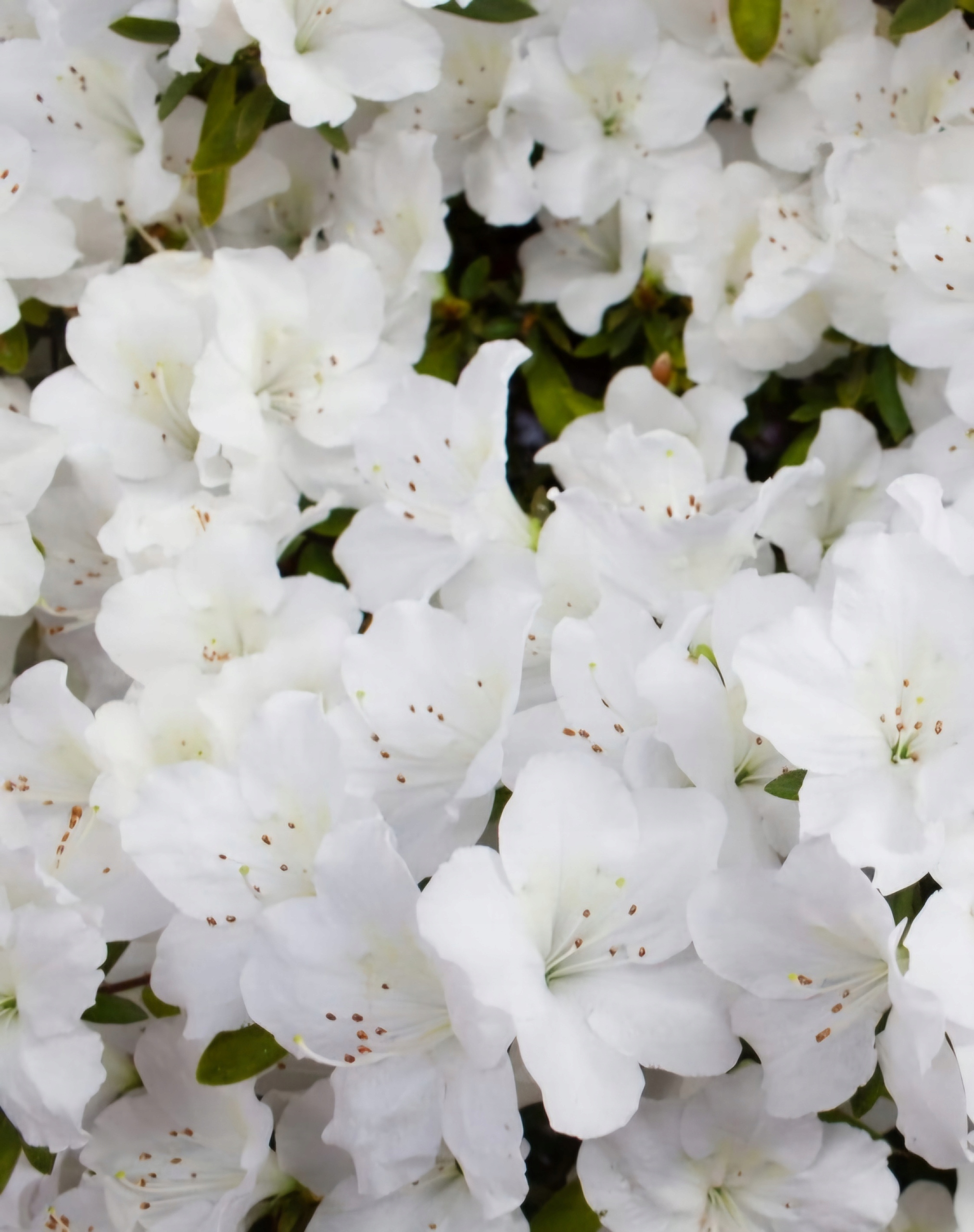 Azalia Japońska Silver Sword - Niska cena na Allegro