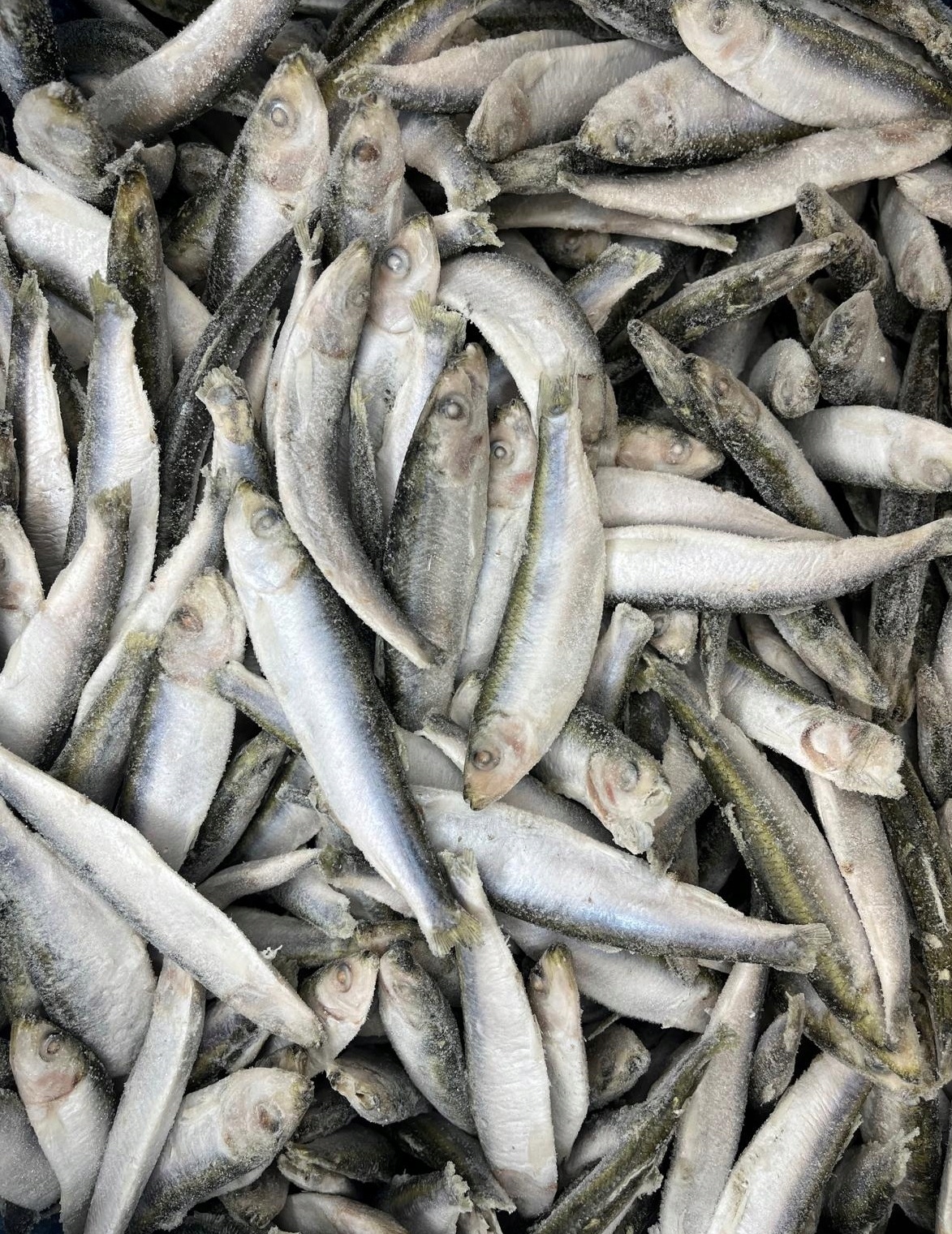 Sardynki Mrożone - Niska cena na Allegro