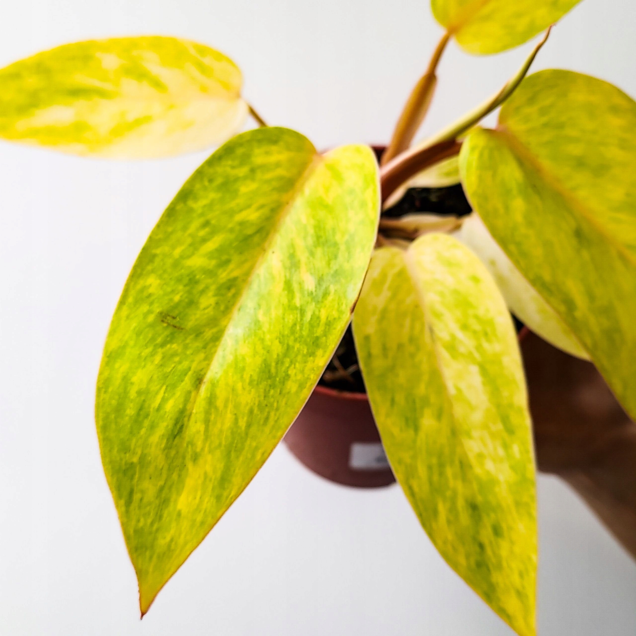 Filodendron / Philodendron Painted Lady (prince) • Cena, Opinie ...