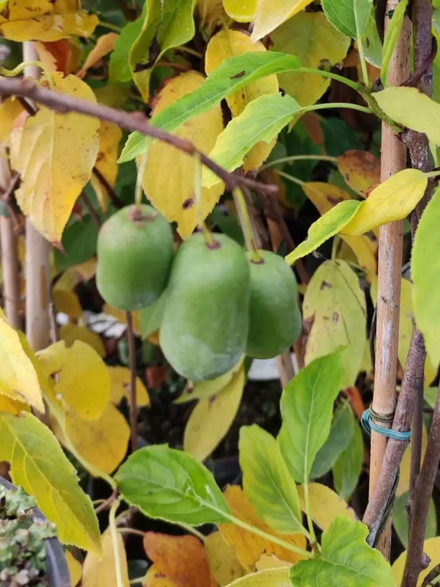 Sadzonki Kiwi - Drzewka i krzewy owocowe Szkółka Krzewów ozdobnych ...