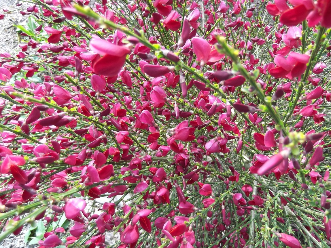 CYTISUS 'BOSKOOP RUBY' ŽRALOK za 92 Kč - Allegro