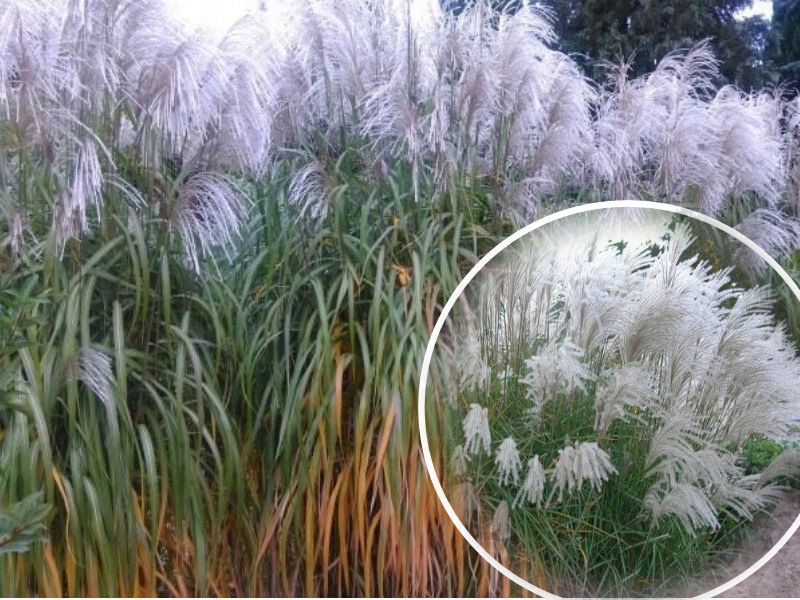 Miskant Chiński Memory NR 1647 • Cena, Opinie • Trawy 13197842030 • Allegro