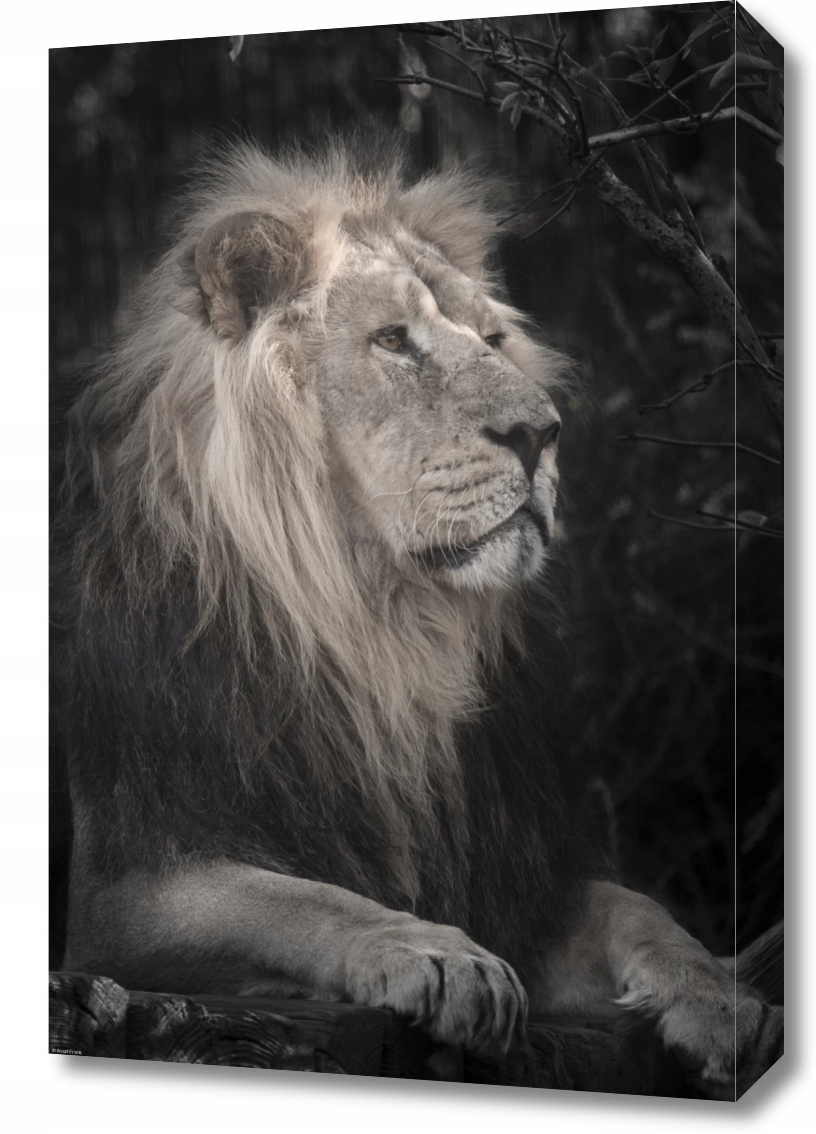 Obraz 40x60cm Lev, Assaf Frank - Allegro