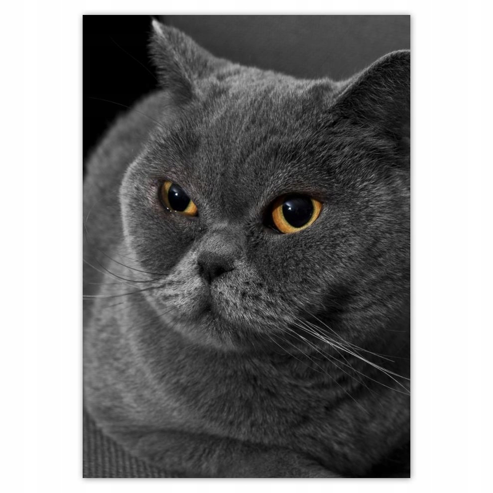 Naklejki Plakaty A3 PION Co ja pacze • Cena, Opinie • Naklejki ścienne ...