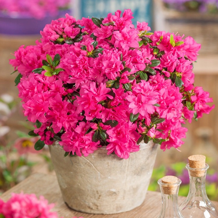 Azalia Japońska Melina Karłowa Obficie Kwitnąca Sadzonki P9 (SkimiaPL ...