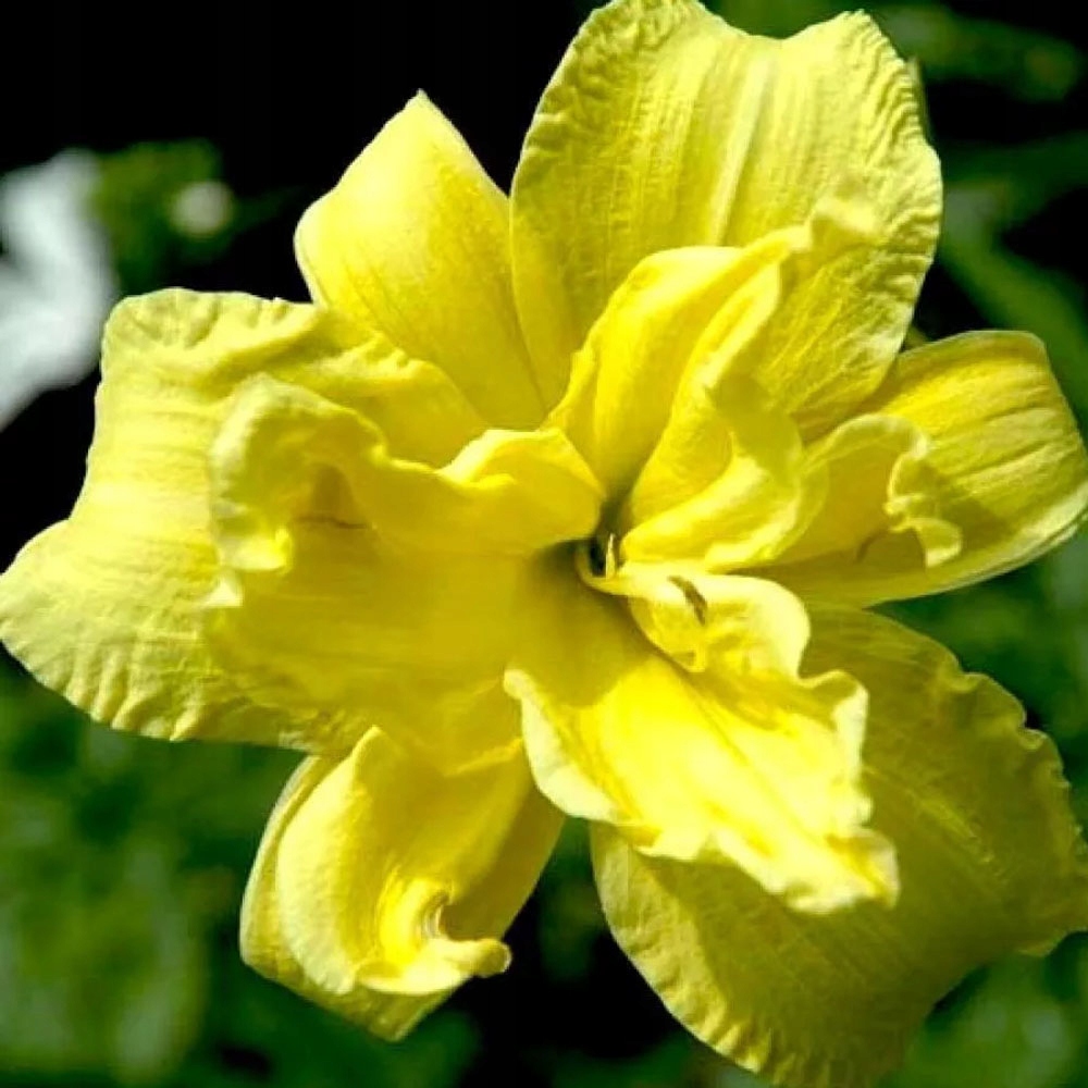 Liliowce żółty sadzonka w pojemniku 1-2l • Cena, Opinie • Byliny ozdobne 17141393438 • Allegro