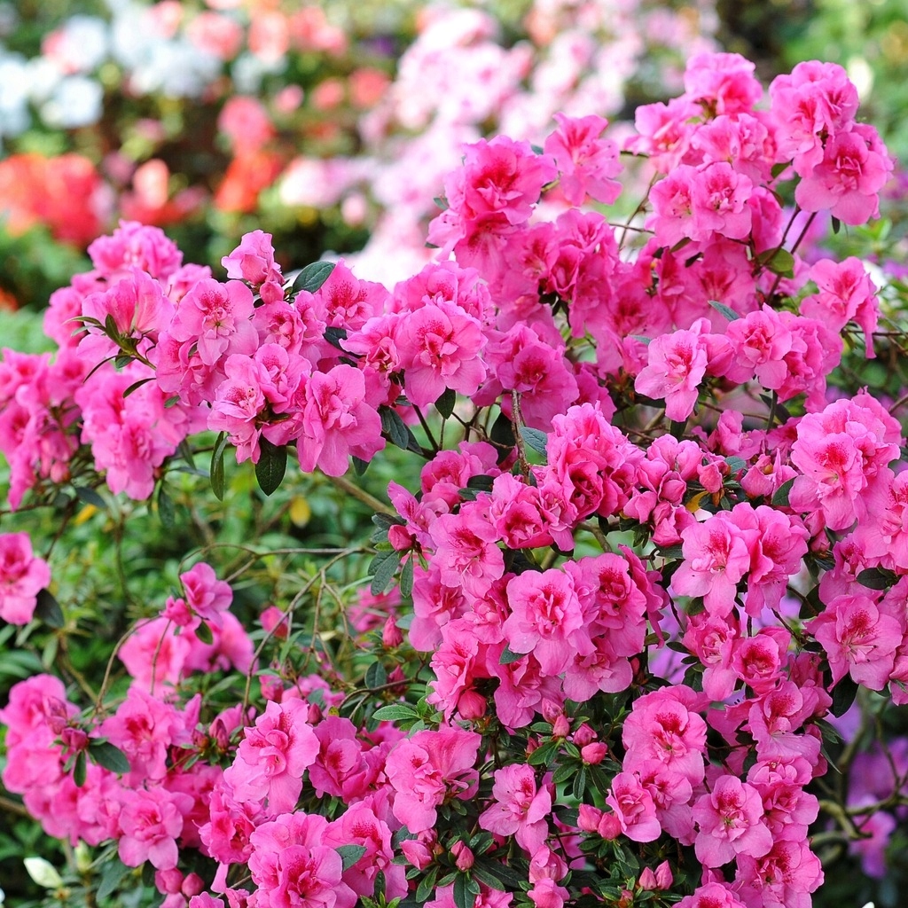 Azalka japonská ROKOKO Růžová Plné květy Na skalku Sazenice 1L za 100 ...