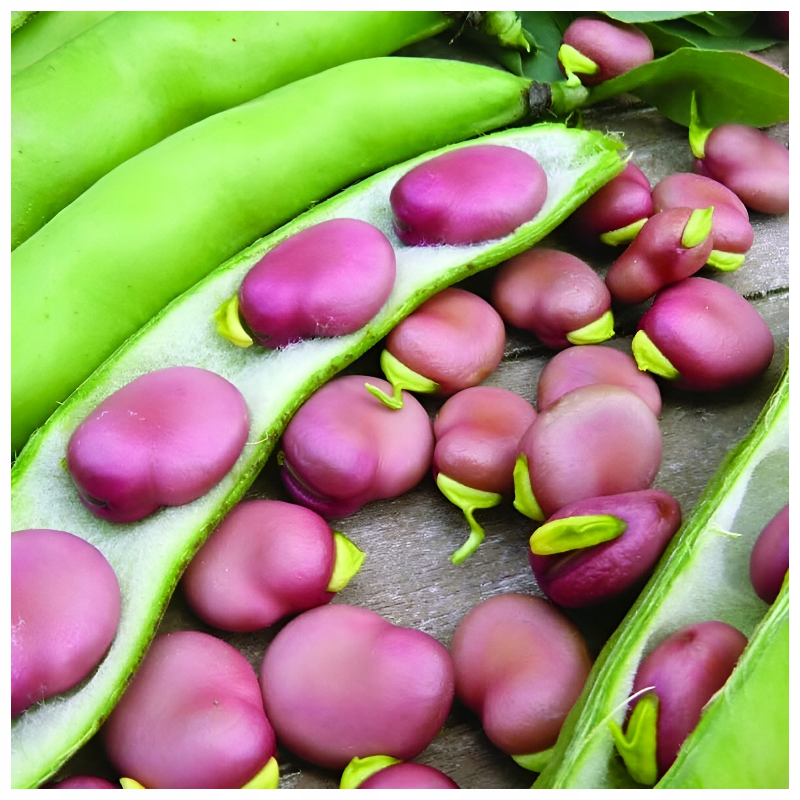 Groch i bób Karmazyn nasiona 30 g (5907595508520) • Cena, Opinie ...