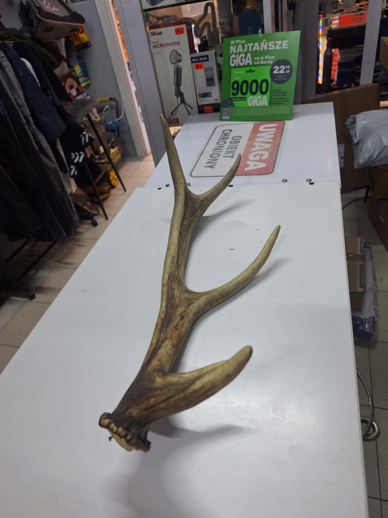 Jelenia Rogi Oprawione - Niska cena na Allegro