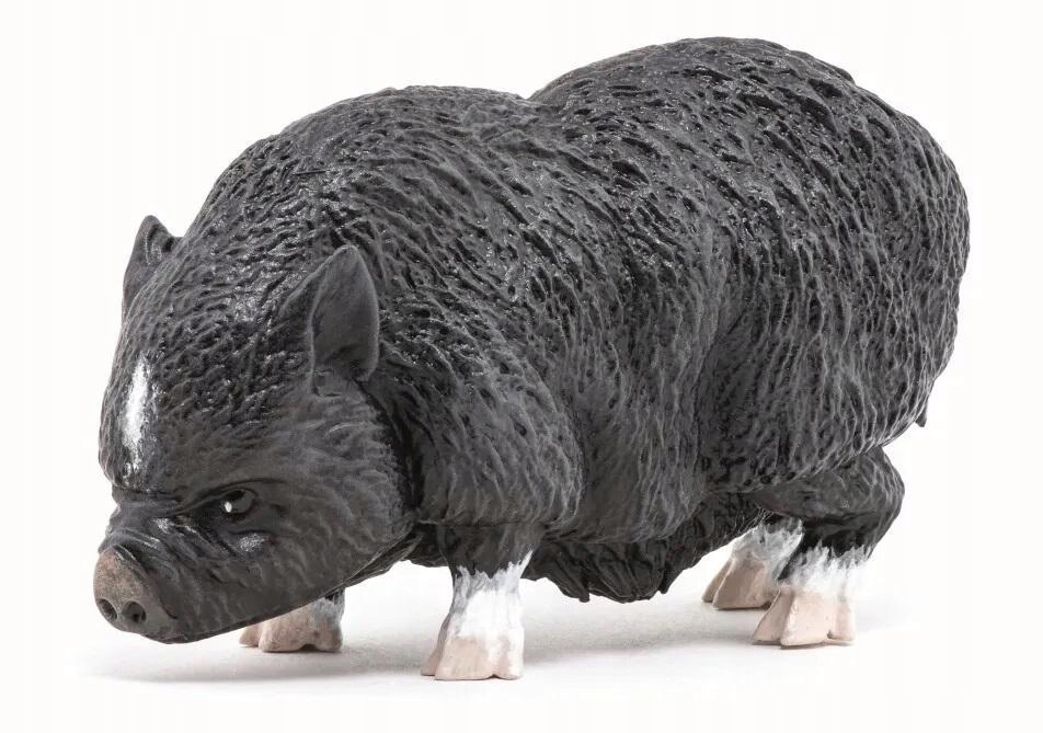 Swinie Wietnamskie - Niska cena na Allegro