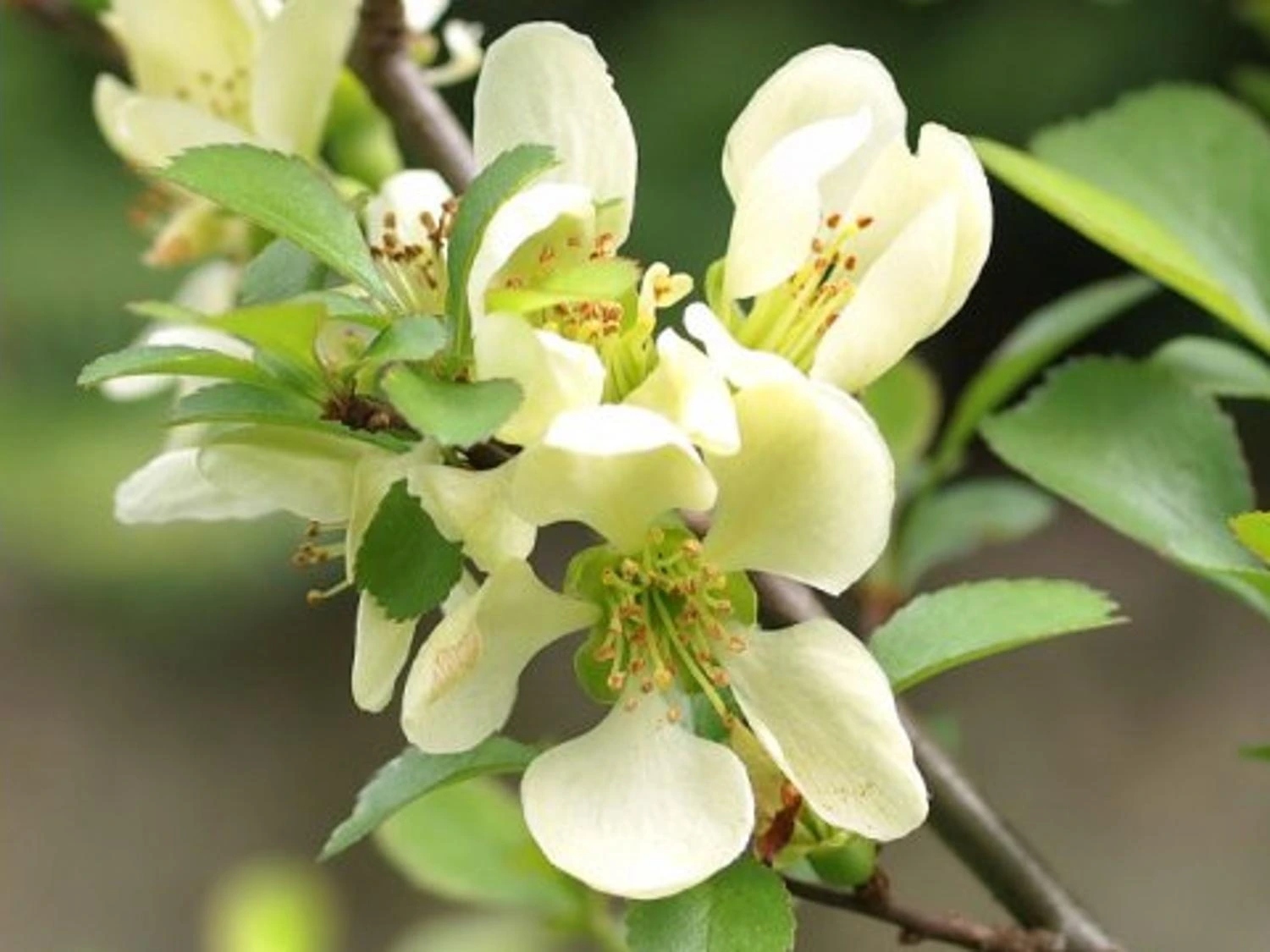 Pigwowiec japoński Rising Sun (pojemnik C3) • Cena, Opinie • Drzewa i ...