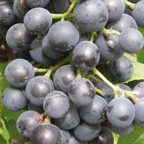 Winorośl Muscat Bleu - Niska cena na Allegro