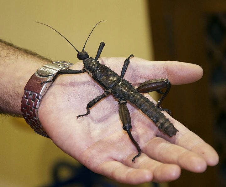 Straszyk nowogwinejski Eurycantha calcarata L3-4 • Cena, Opinie • Owady ...