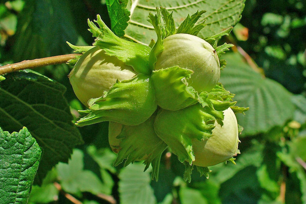 Orzech laskowy SYRENA Z PĘDA NR 672 • Cena, Opinie • Rośliny owocowe ...