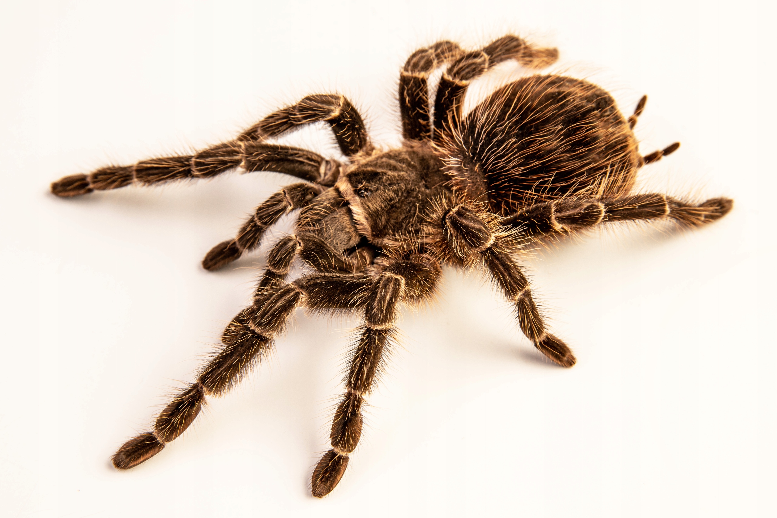 Lasiodora parahybana 4DC SAMICA • Cena, Opinie • Pająki 17241010748 ...