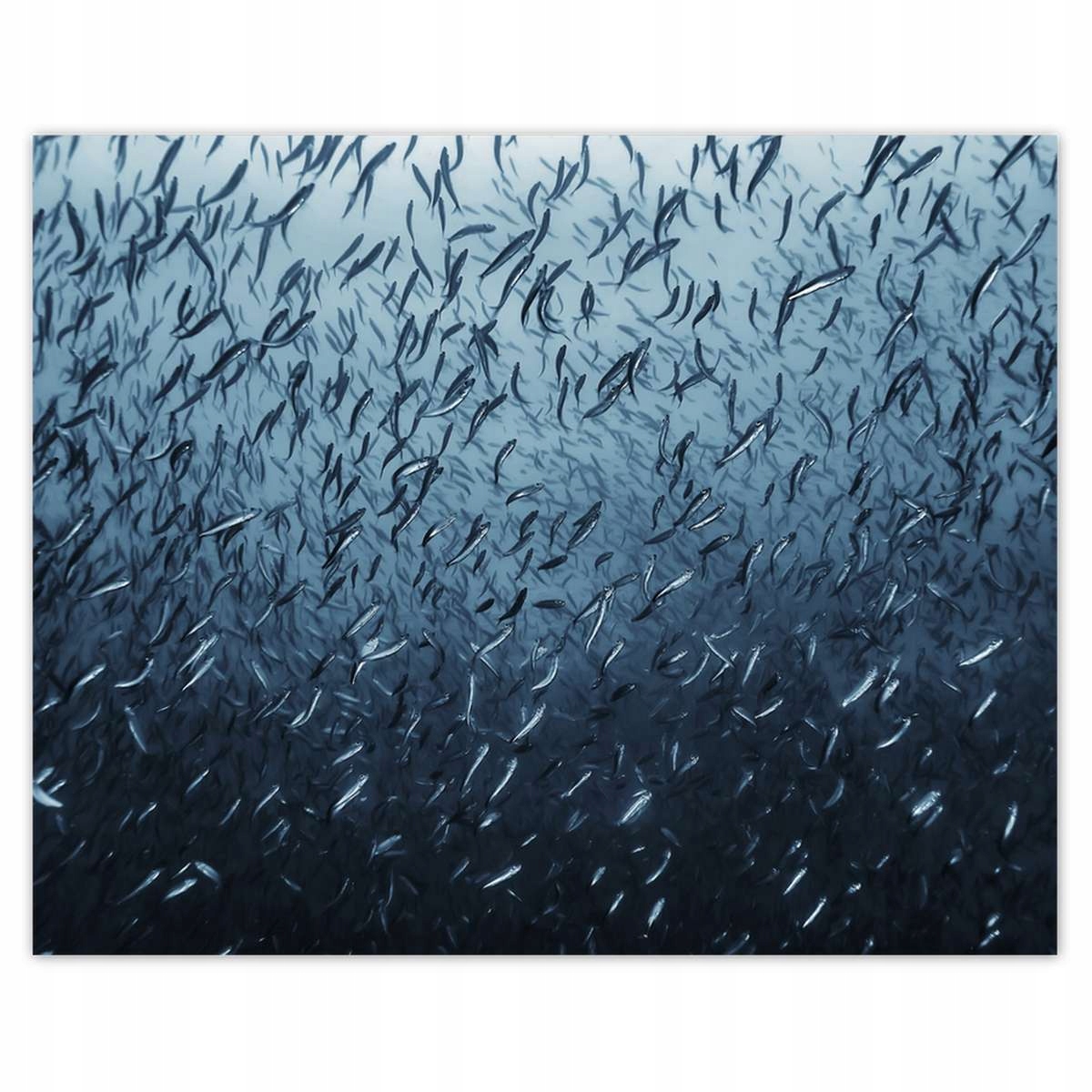 Naklejki 50x40 Wędrówki ławic ryb woda • Cena, Opinie • Naklejki ...