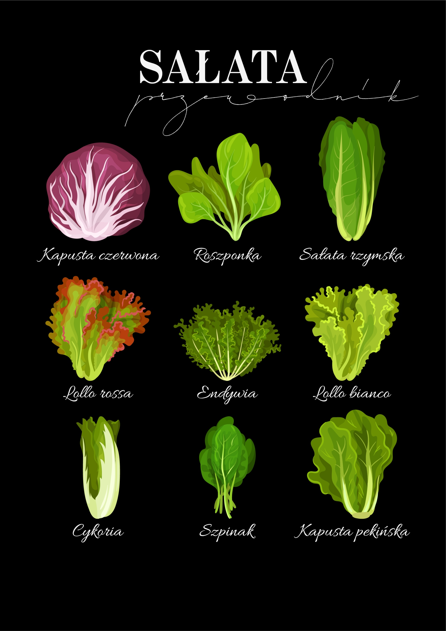 Plakat Przewodnik Rodzaje Sałat do kuchni 50x70cm - porównaj ceny ...