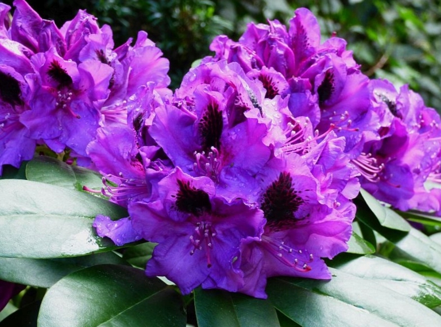 Rododendron ,,PETER ALAN" PIĘKNY Z CIEMNYM OCZKIEM • Cena, Opinie ...