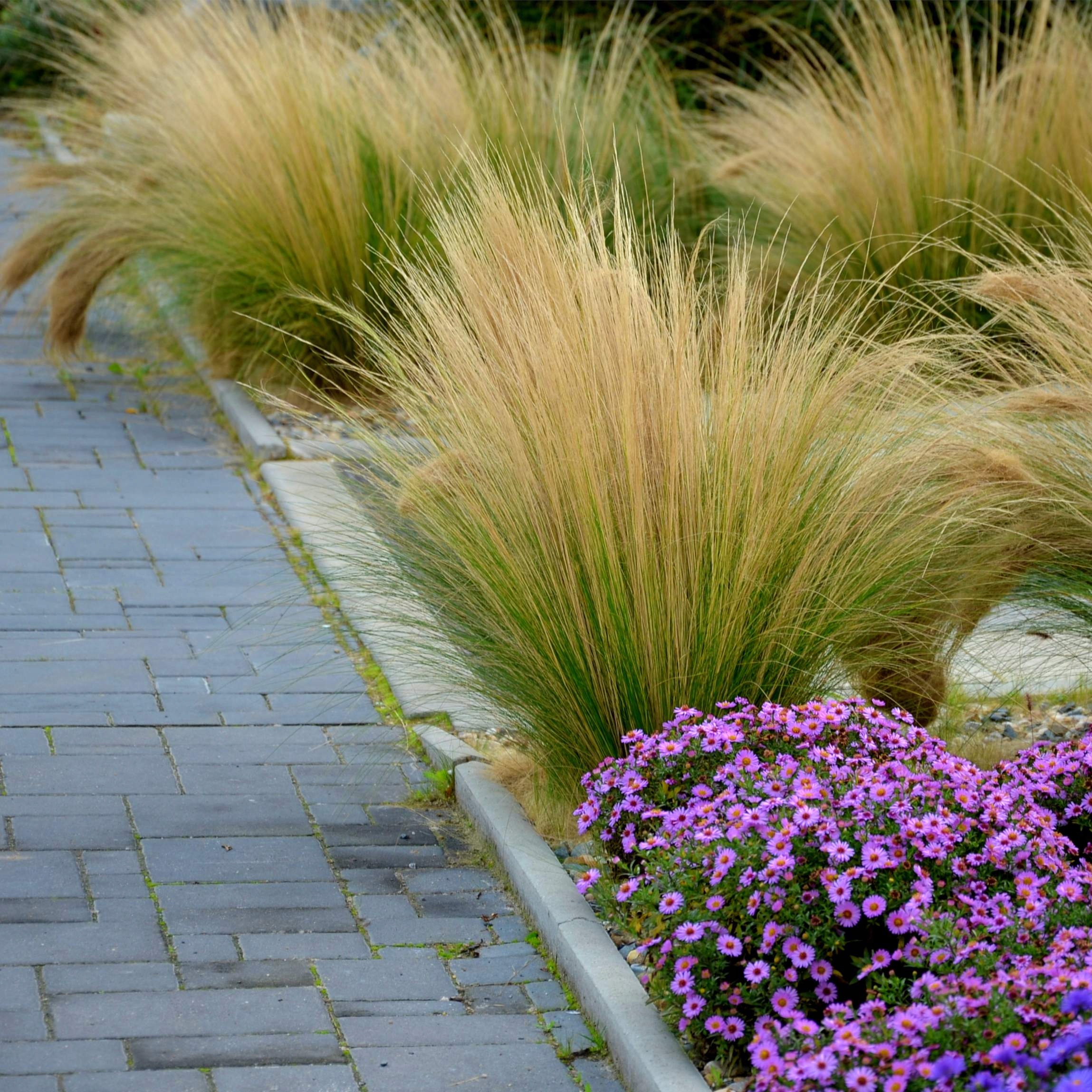 STIPA PONY TAILS IDEAŁ DO RABAT DUŻE SADZONKI W DONICZKACH P12 • Cena, Opinie • Trawy ...