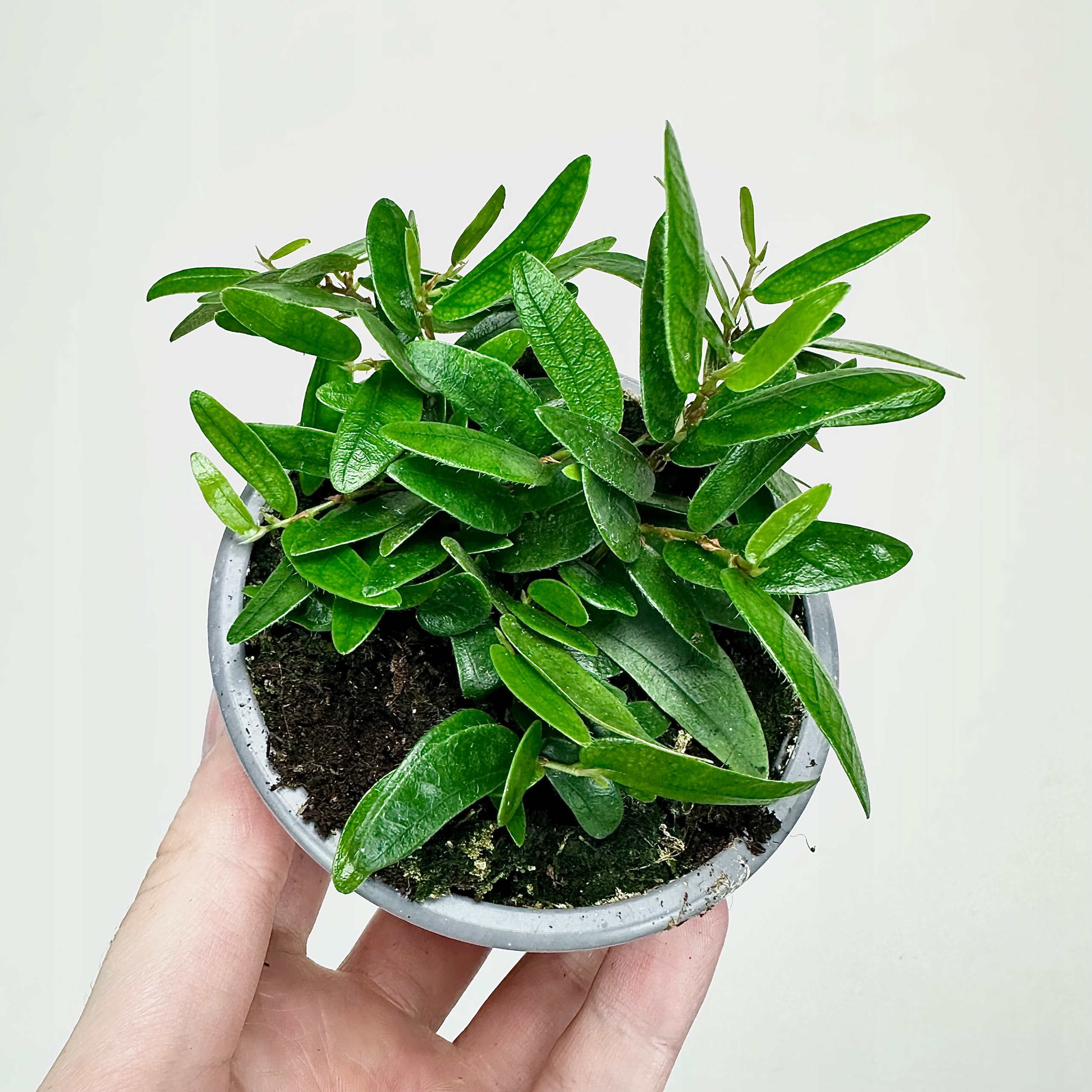 Ficus Panama - Niska cena na Allegro.pl