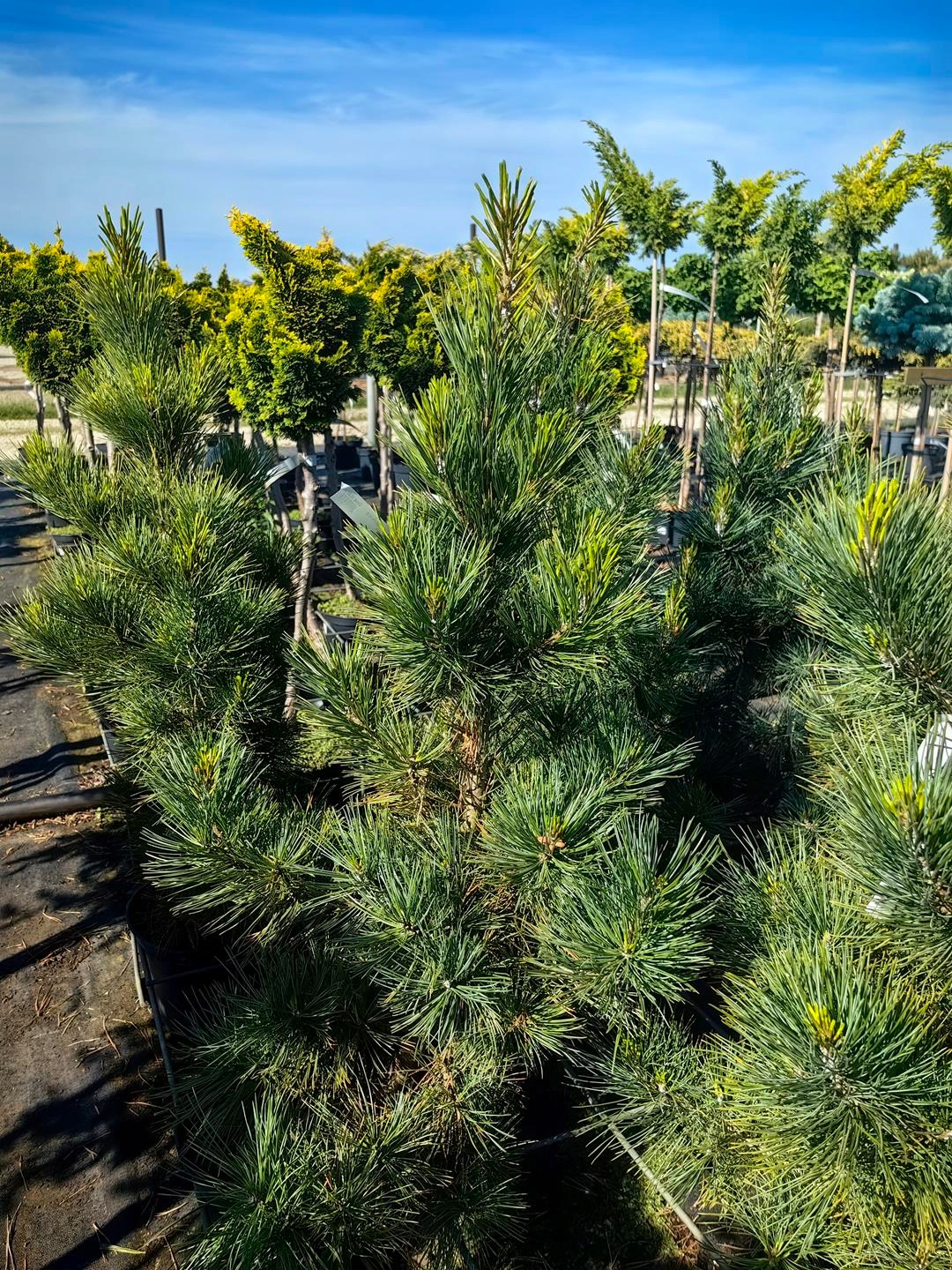 Sosna limba Pinus Cembra - duża sadzonka • Cena, Opinie • Drzewa i ...