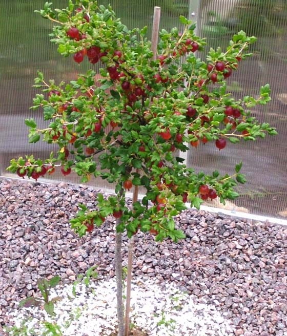 Agrest czerwony TRIUMF NA PNIU SZCZEPIONY • Cena, Opinie • Rośliny ...