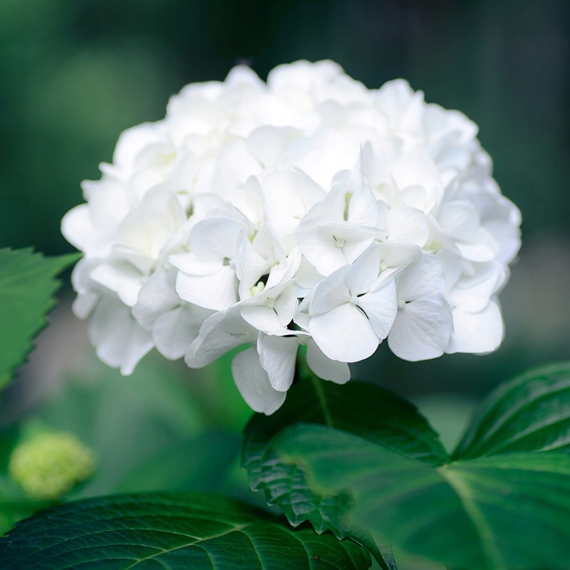 Hydrangea macrophylla 'Snowball sadzonka w pojemniku 0,5-1l 10-30 cm ...
