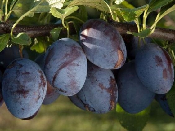 Śliwy Śliwa WĘGIERKA WCZESNA sadzonka z gołym korzeniem 130-150 cm ...