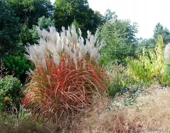 Miskant chiński ROSI • Cena, Opinie • Trawy 15073273146 • Allegro