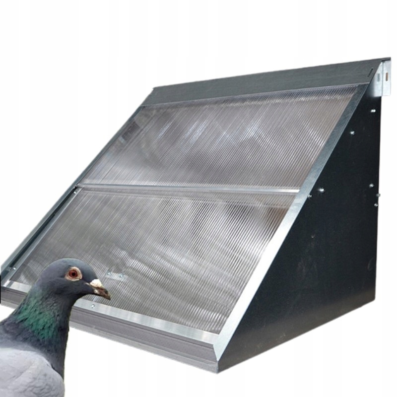 Wylot dla gołębi NEON 100cm | Cena: 668,99 zł | Allegro.pl | Ostrów ... Wylot dla gołębi NEON 100cm | Cena: 668,99 zł | Allegro.pl | Ostrów ...