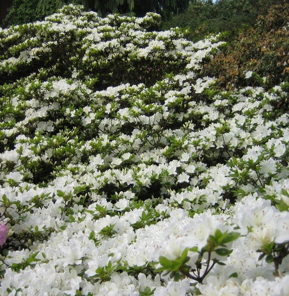 Azalea Japonica - Niska cena na Allegro.pl
