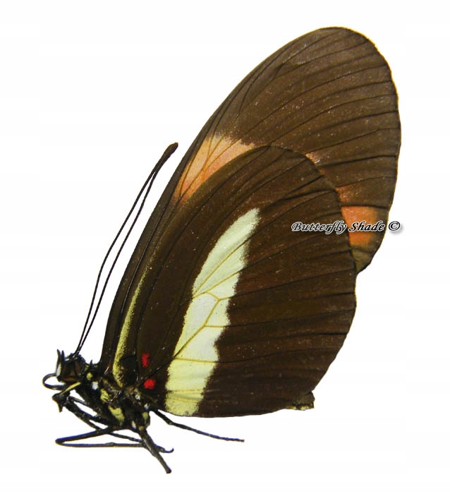 Nem preparált pillangó - Heliconius melpomene amaryllis, hím, • Ár ...