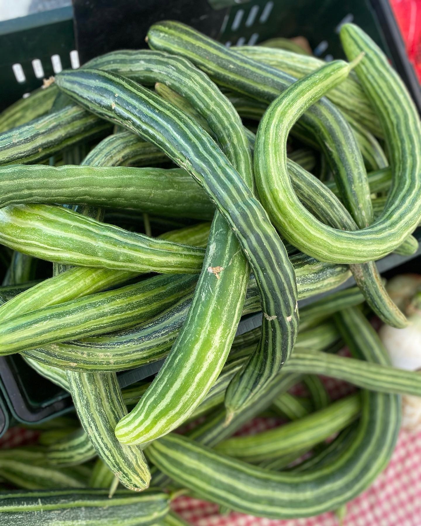 OGÓREK W PASKI Z ARMENII STARA ODMIANA NASIONA (5905215175824) • Cena ...