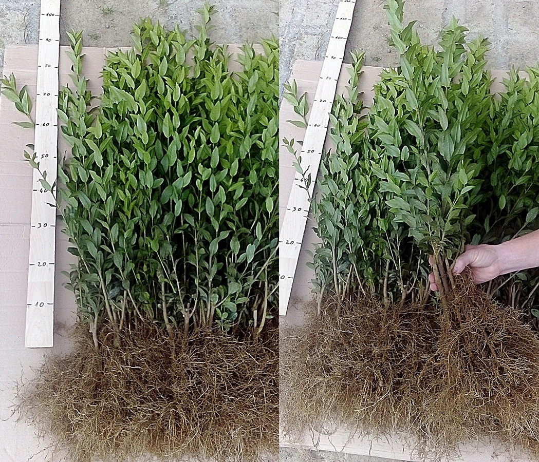 Ligustr Sadzonki - Niska cena na Allegro.pl