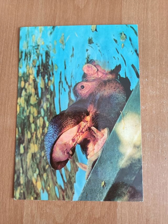 ZOO W WARSZAWIE HIPOPOTAM RZECZNY KRASSOWSKI 11705 D • Cena, Opinie ...