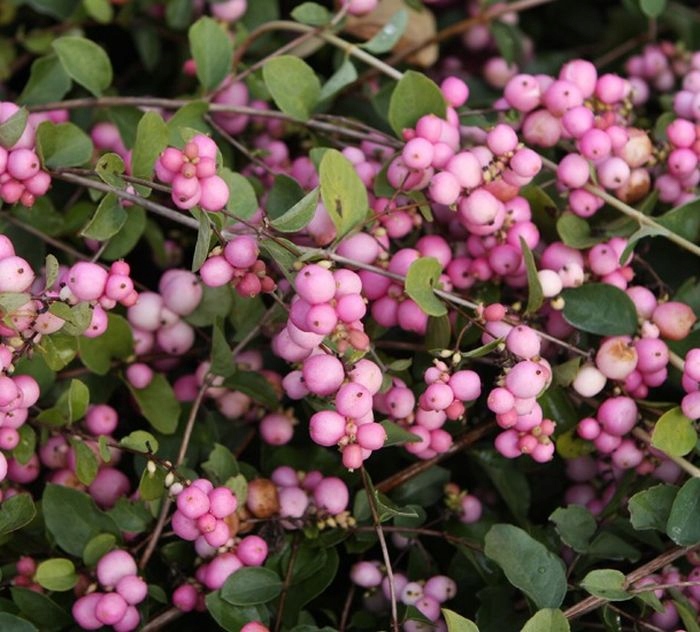 Śnieguliczka Henkok - Ozdobne drzewa liściaste, krzewy ogrodowe ...