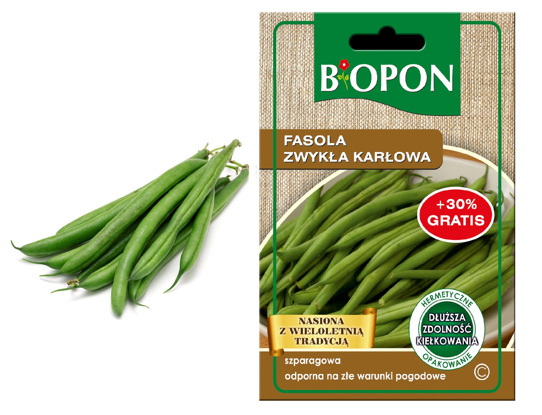 ! Fasola Czarna Karłowa - Nasiona roślin ozdobnych - największy wybór ... ! Fasola Czarna Karłowa - Nasiona roślin ozdobnych - największy wybór ...