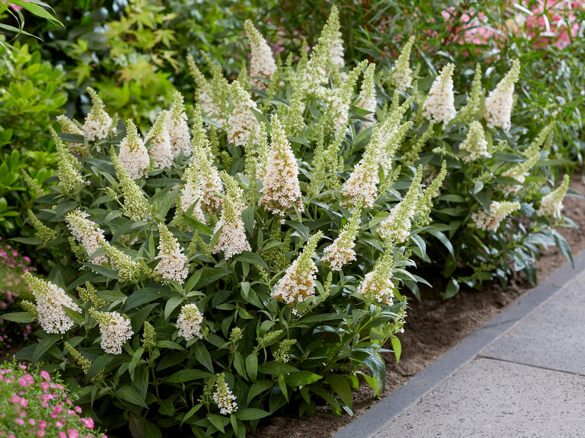 BUDLEJA BUTTERFLY CANDY LITTLE WHITE DON.P11 • Cena, Opinie • Byliny ...