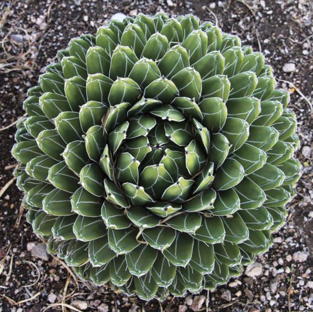 Agave Victoriae-Reginae Agawa Królowej Wiktorii • Cena, Opinie ...