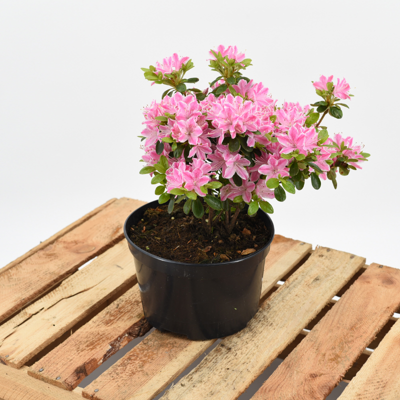 Różaneczniki i azalie biały, różowy sadzonka w pojemniku 2-3l 20-30 cm ...