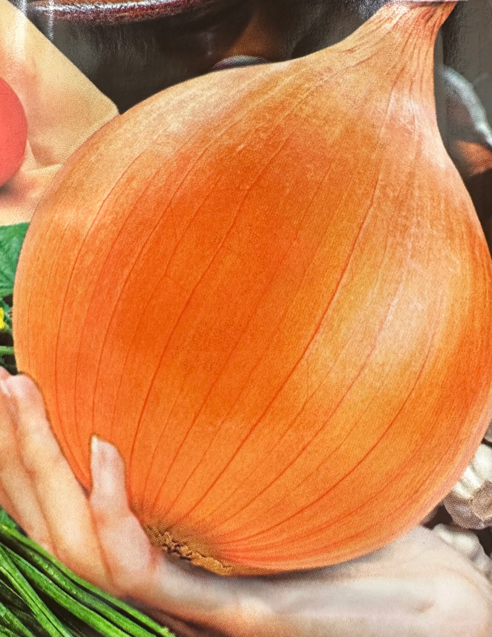 Ailsa Craig nasiona 2 g (5906493008286) • Cena, Opinie • Warzywa ...