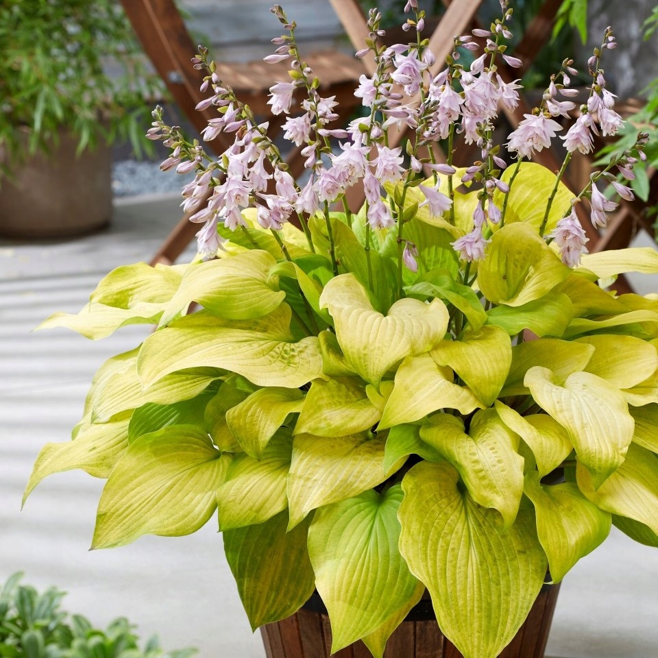 Hosta Pink - Niska cena na Allegro.pl