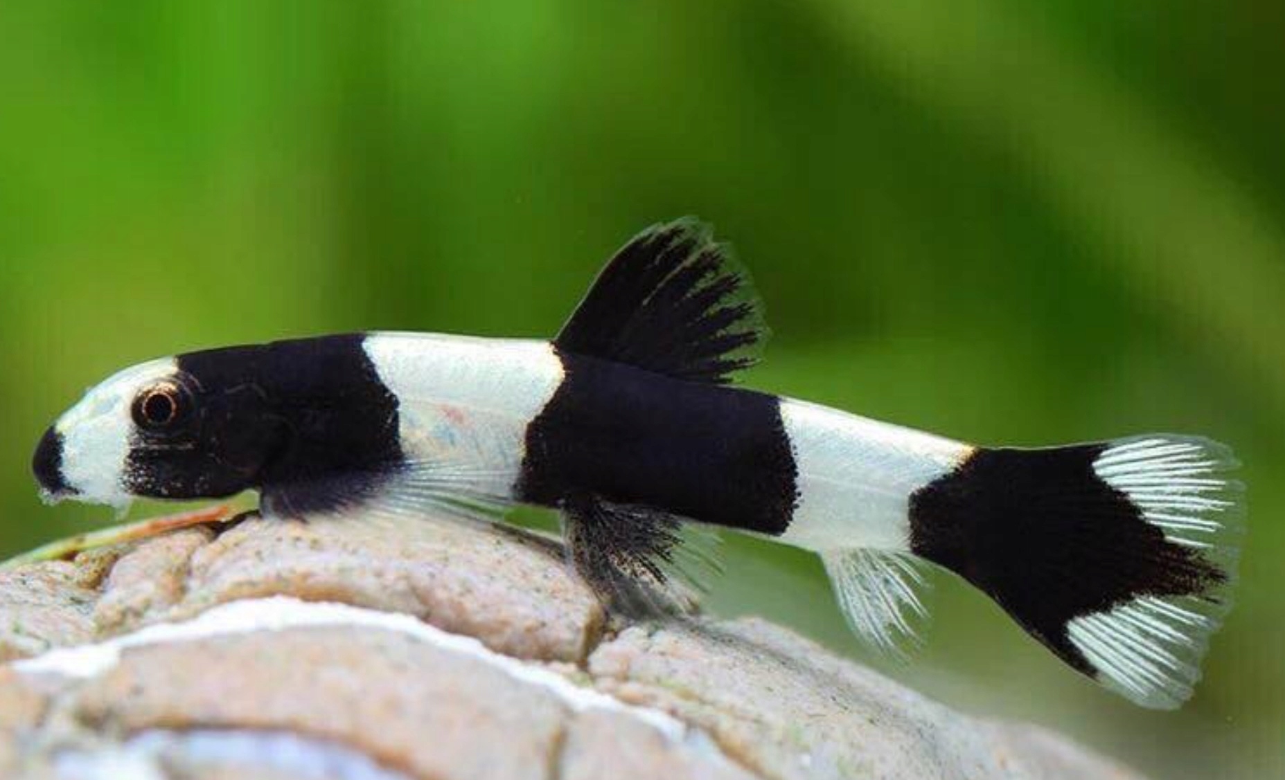 Bocja panda - Protomyzon pachychilus - Yaoshania • Cena, Opinie - Allegro