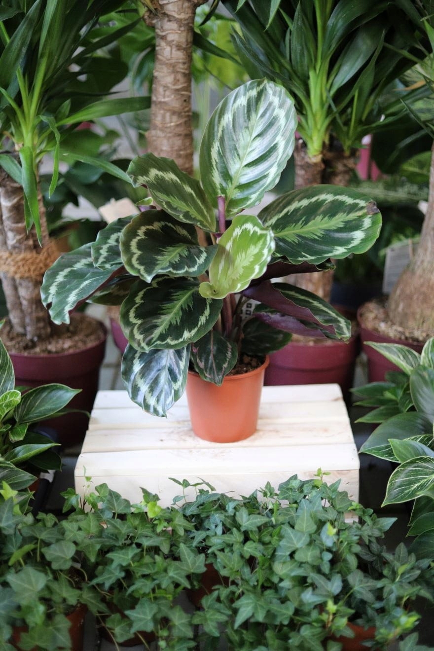 Calathea Medallion (Kalatea) • Cena, Opinie • Rośliny doniczkowe ...